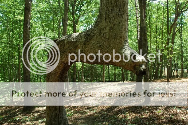 Indian trail tree (north Ga.) | GON Forum