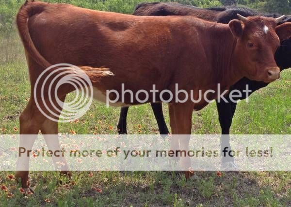 Crossbred Calves Identification | CattleToday.com - Cattle, Cow ...