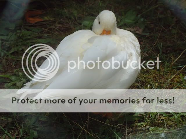 New Call duck pen (almost finished), and new Calls! PIC HEAVY ...