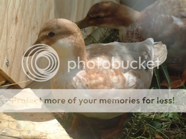 New Call duck pen (almost finished), and new Calls! PIC HEAVY ...