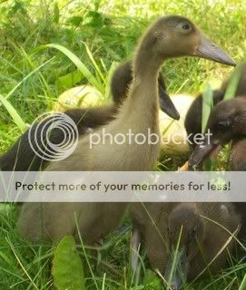What color Indian Runners do you have? | BackYard Chickens - Learn How ...